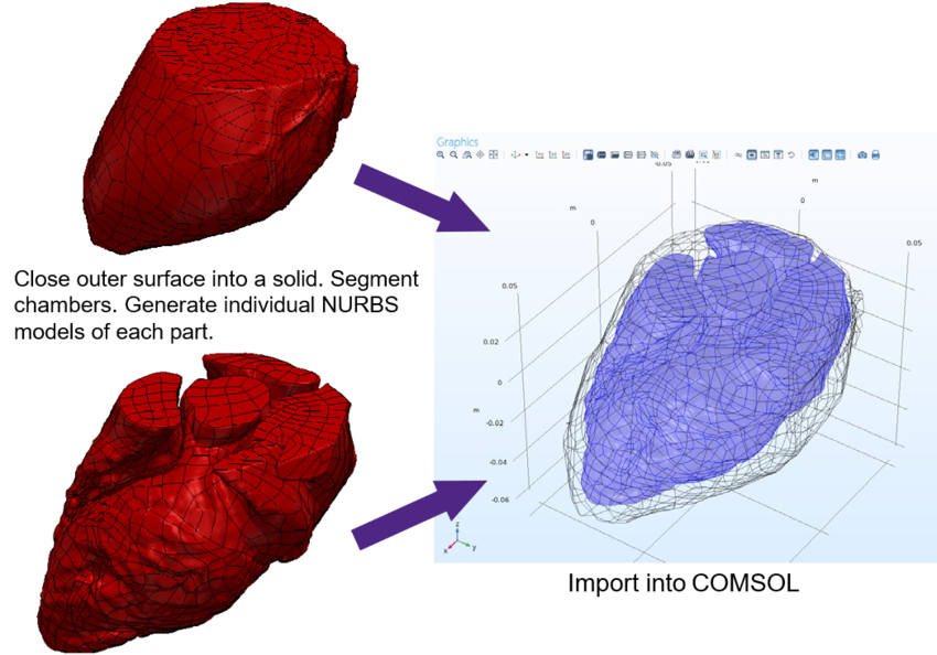 Torso Model Generation for Simulating Pacemaker Performance | Synopsys ...