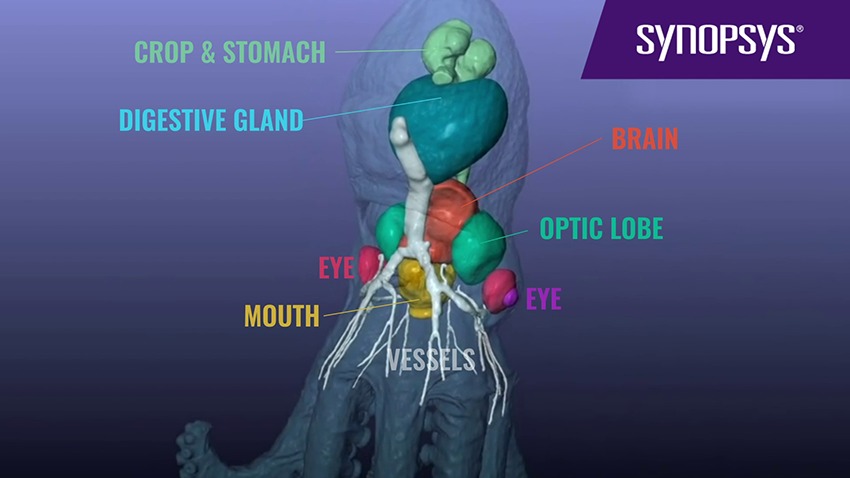 Exploring the Inside of the Blue-Ringed Octopus Video | Synopsys