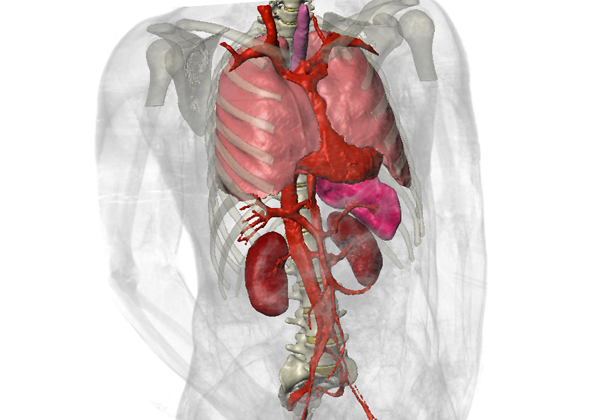 3D Anatomical Models Software | Synopsys Simpleware