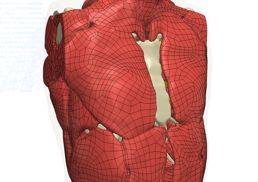 3D Anatomical Models Software | Synopsys Simpleware