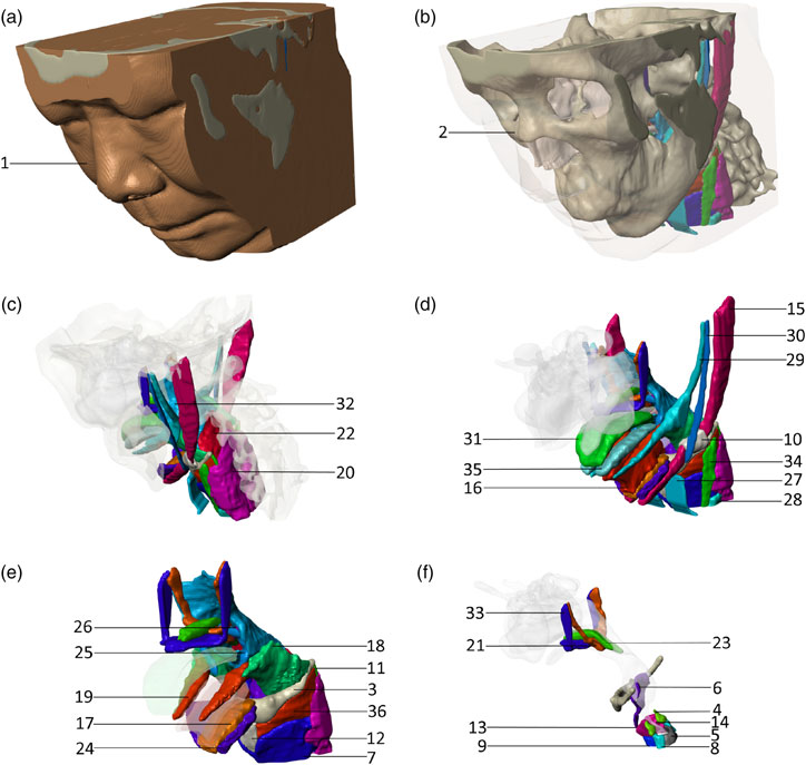 Understanding Sleep Apnea | Synopsys Simpleware